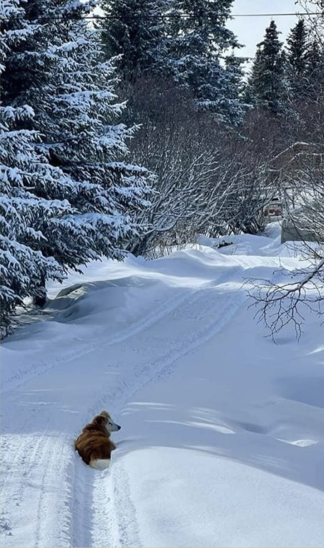 Border Jumpers Pet Travel – Zimbabwe